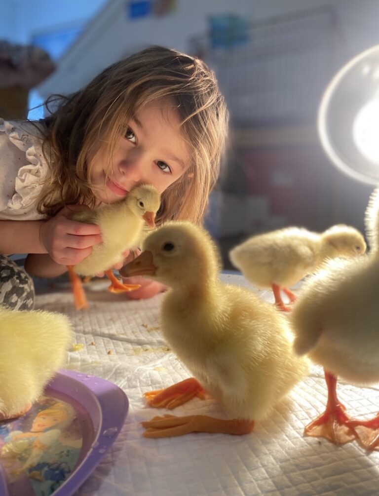 Goose Incubation Guide - Backyard Poultry